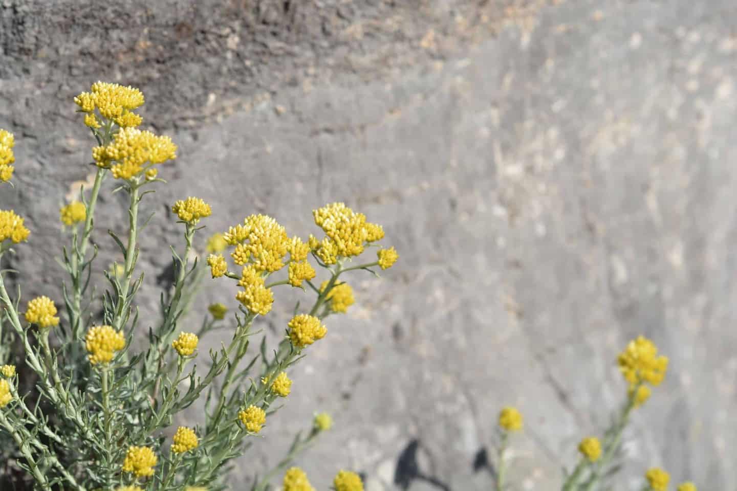 Plant based oils for natural skin care - Almavera